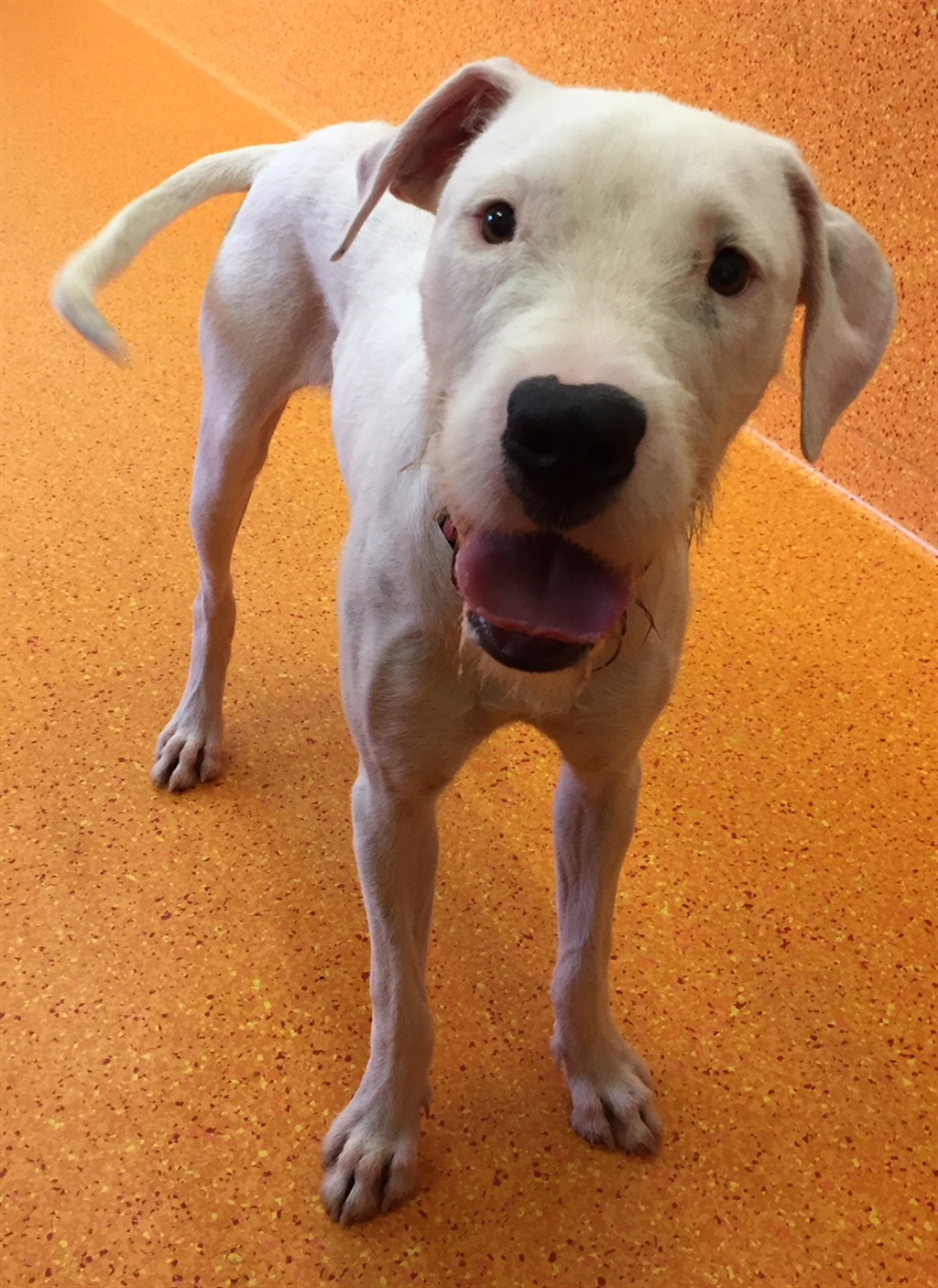 Kingston - Large Male North Queensland Bullhound Mix Dog in QLD - PetRescue