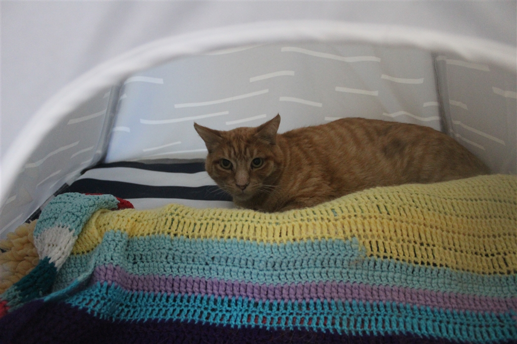 Tiger - Male Dsh Mix Cat in WA - PetRescue