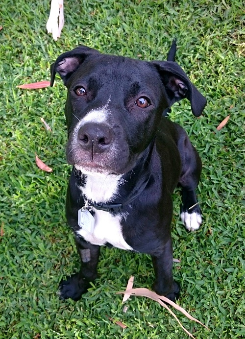 Lexi - Medium Female Staffy Dog in NSW - PetRescue