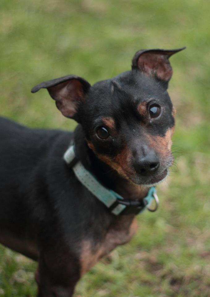 Tripod - Small Male Cross Breed Dog in SA - PetRescue