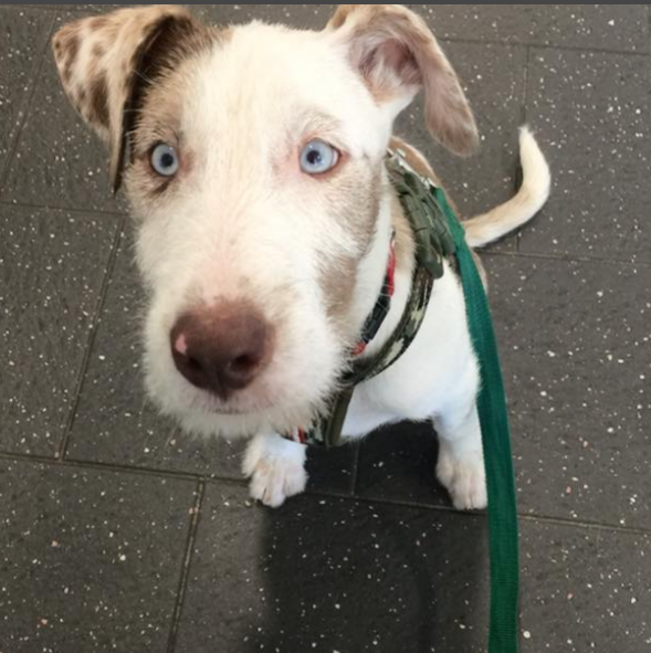 Herman - Medium Male Bull Arab x Great Dane x Koolie x Mastiff x ...