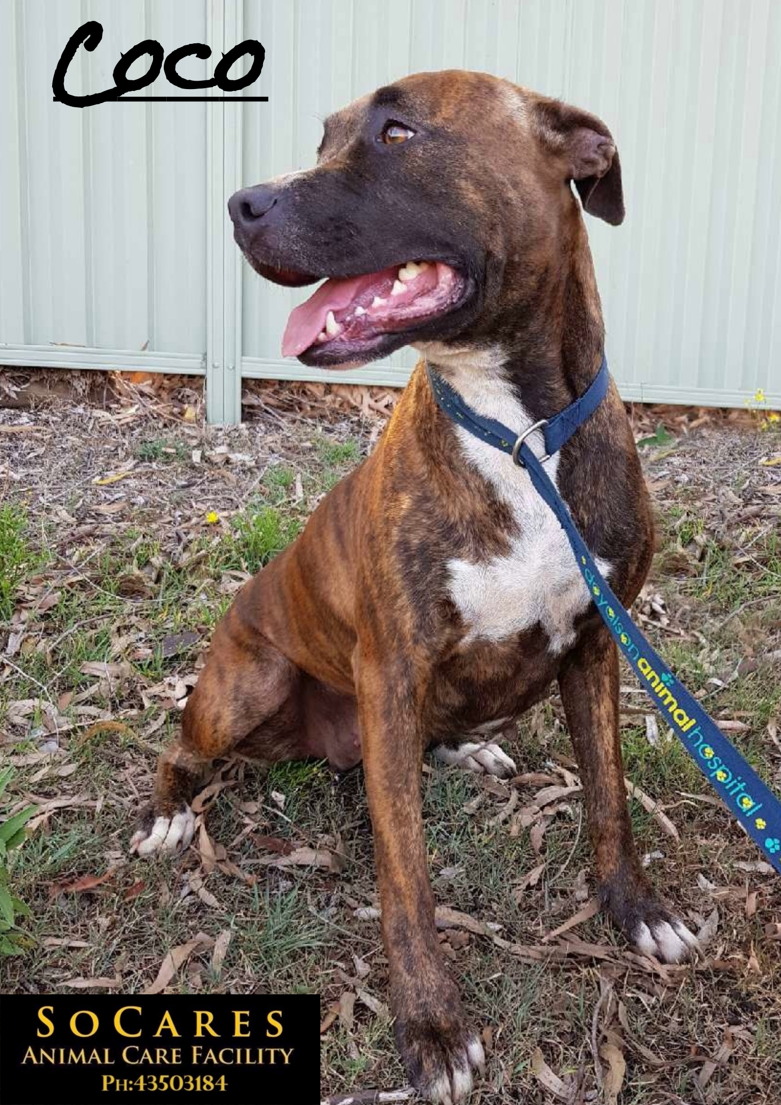 Coco - Medium Female Staffordshire Bull Terrier Mix Dog in NSW - PetRescue
