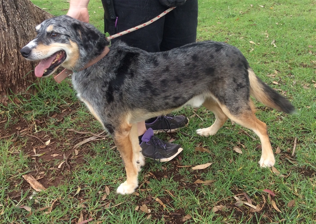Digger - Medium Male Border Collie x Australian Koolie Mix Dog in QLD ...