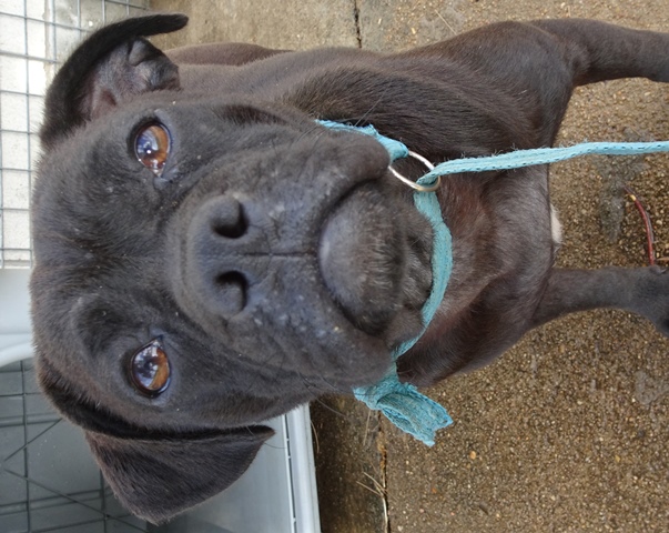 Alley - Small Female Labrador x Pug Mix Dog in NSW - PetRescue