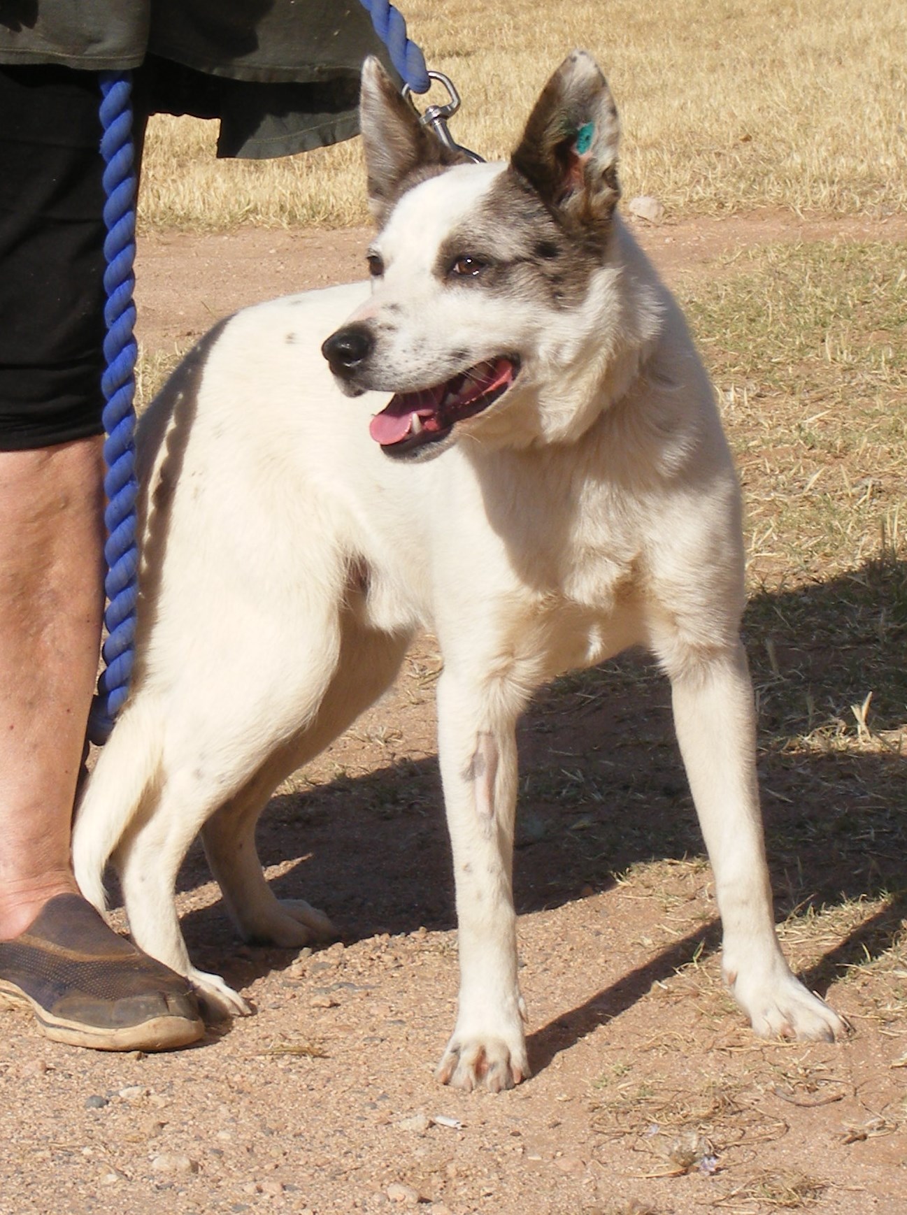 Jamie - Medium Male Koolie Mix Dog in SA - PetRescue