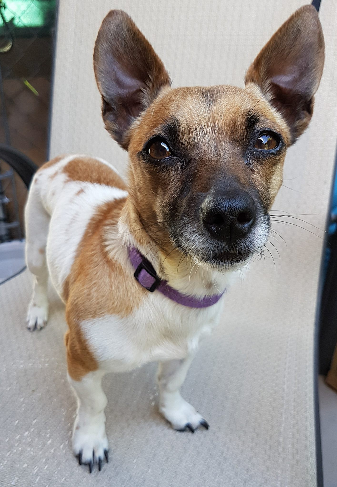 Lexi - Small Female Miniature Fox Terrier Dog in VIC - PetRescue