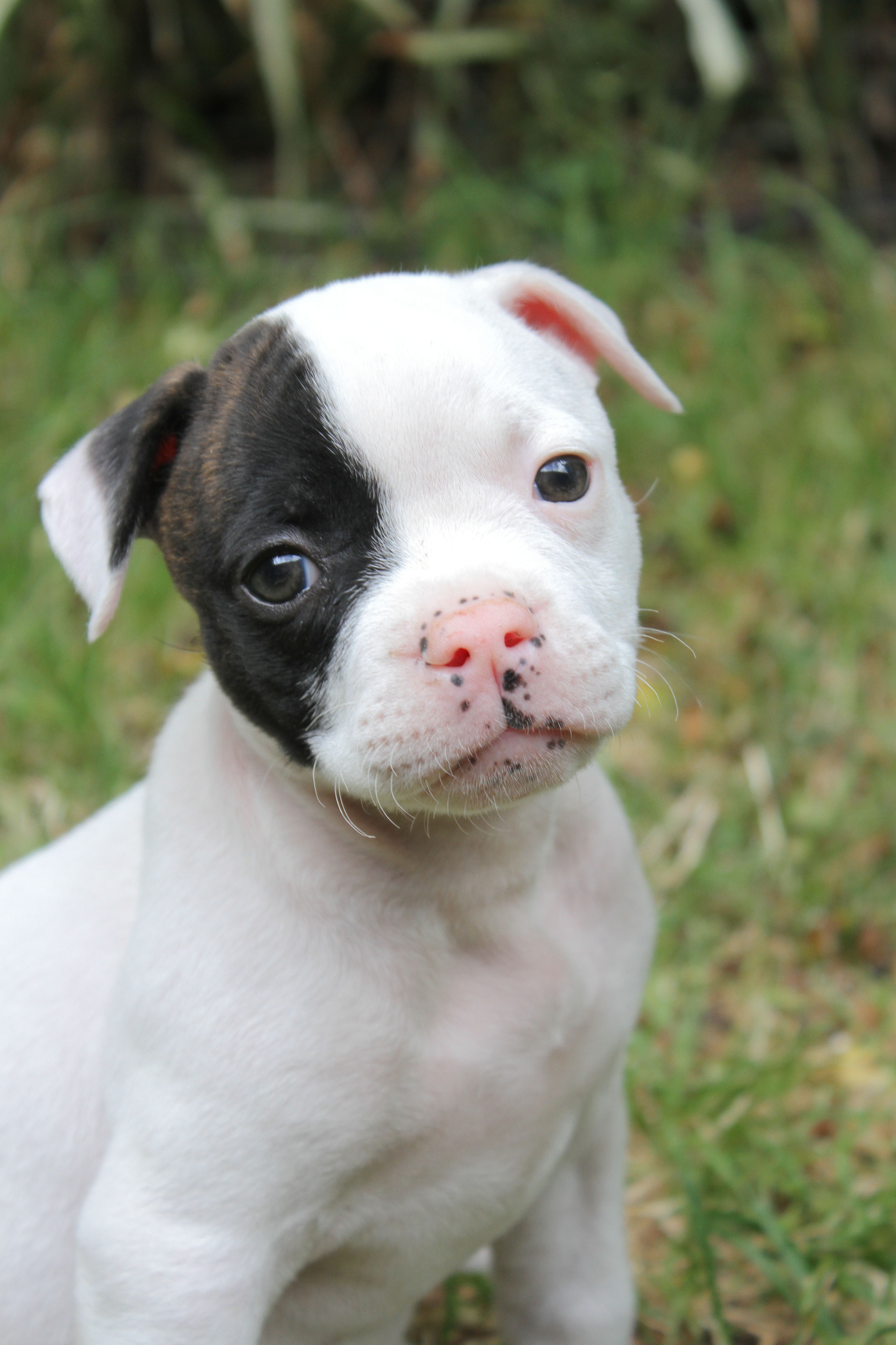 Harley - Medium Female American Bulldog Dog in VIC - PetRescue