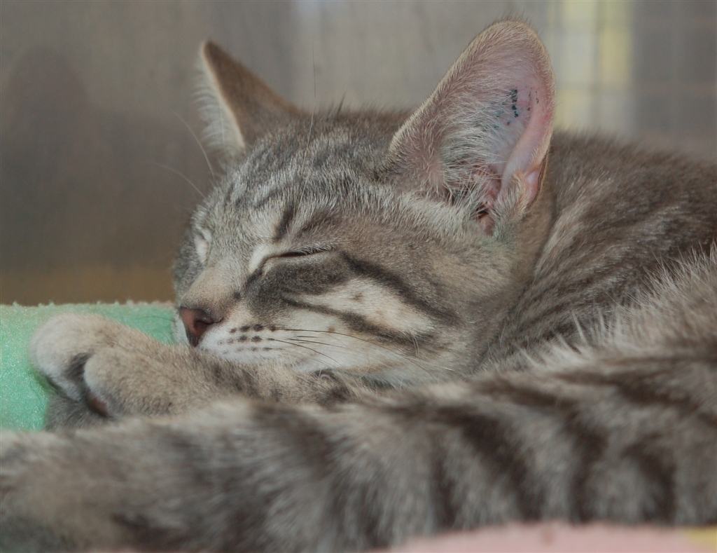 Tiger - Female Domestic Short Hair Mix Cat in SA - PetRescue