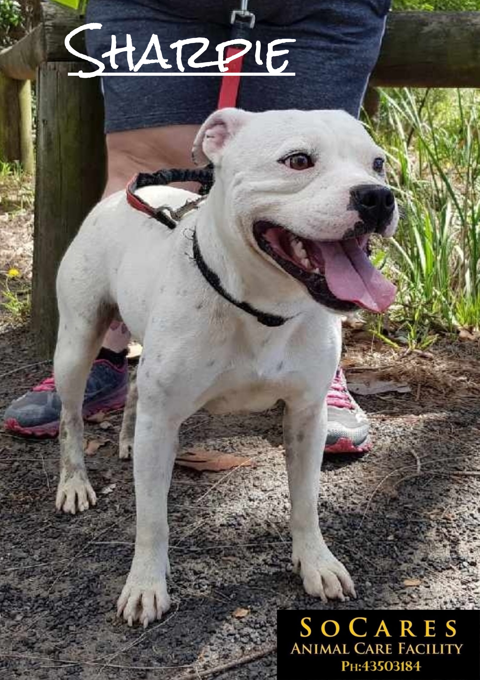 Sharpie - Medium Male Staffordshire Bull Terrier Mix Dog in NSW - PetRescue