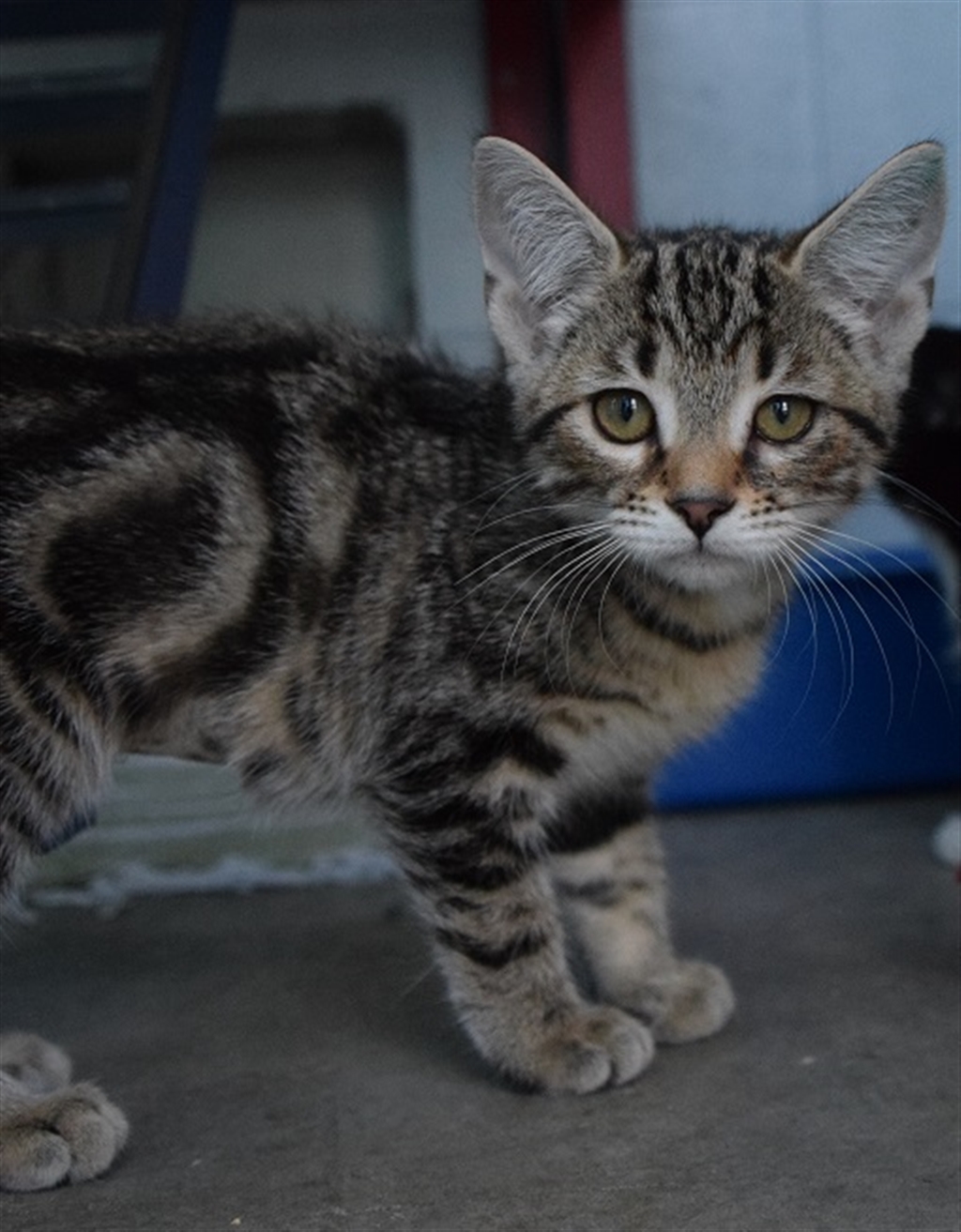 Poppet - Female Domestic Short Hair Mix Cat in QLD - PetRescue