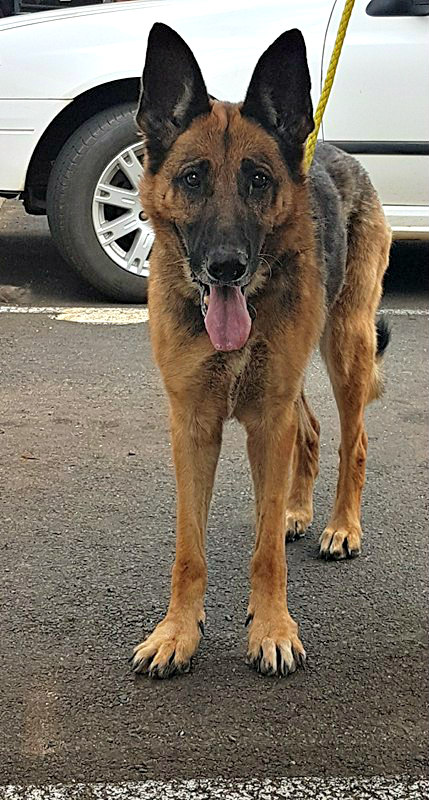 Sheba - Large Female German Shepherd Dog in QLD - PetRescue