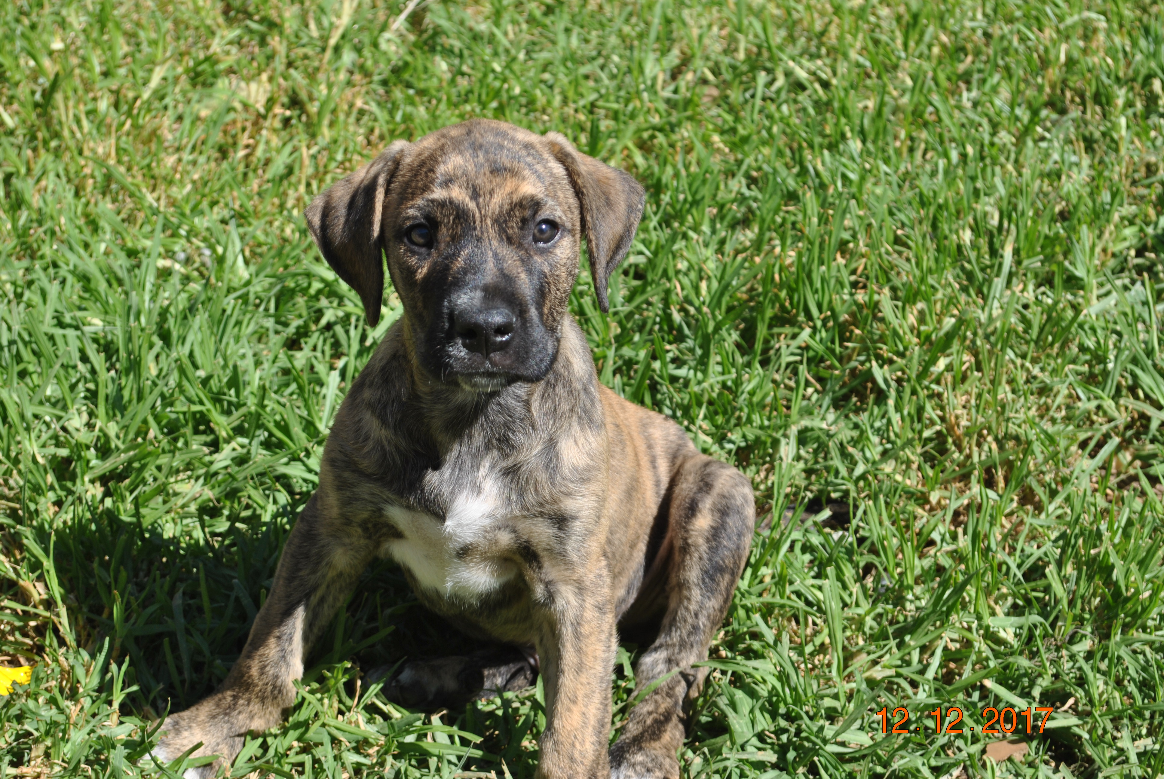 Great Dane X pups - Large Female Great Dane Mix Dog in VIC - PetRescue