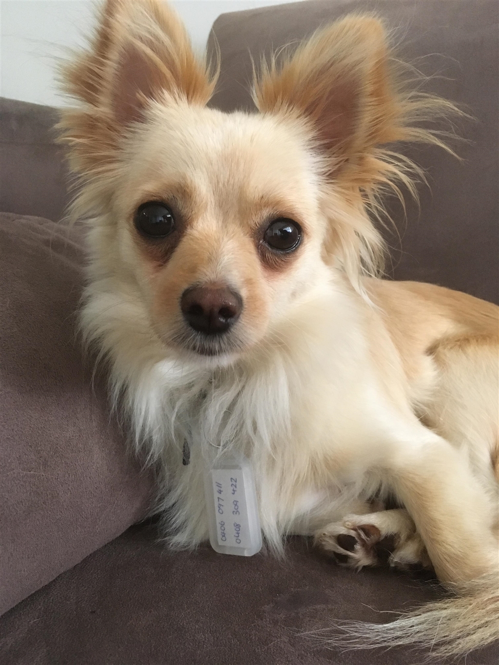 Betty - Small Female Chihuahua x Pomeranian Mix Dog in VIC - PetRescue