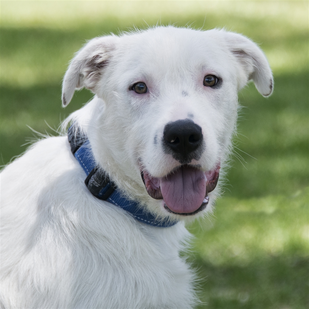 Rocky - Large Male Border Collie x Irish Wolfhound Mix Dog in QLD ...