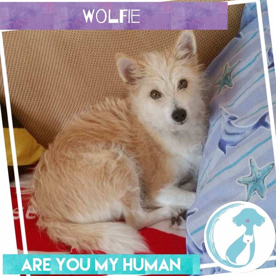 Wolfie - Small Male Terrier Mix Dog in QLD - PetRescue