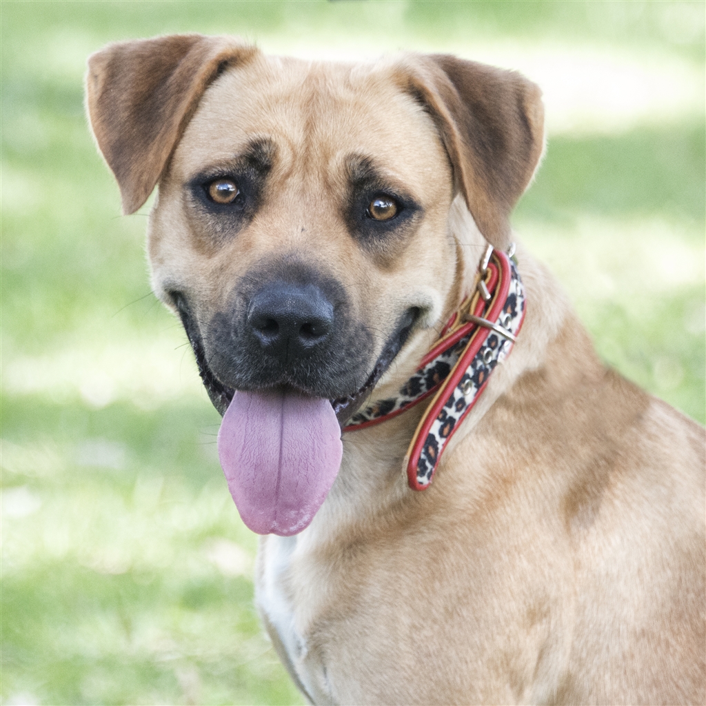 Xena - Large Female Bullmastiff x Rhodesian Ridgeback Mix Dog in QLD ...