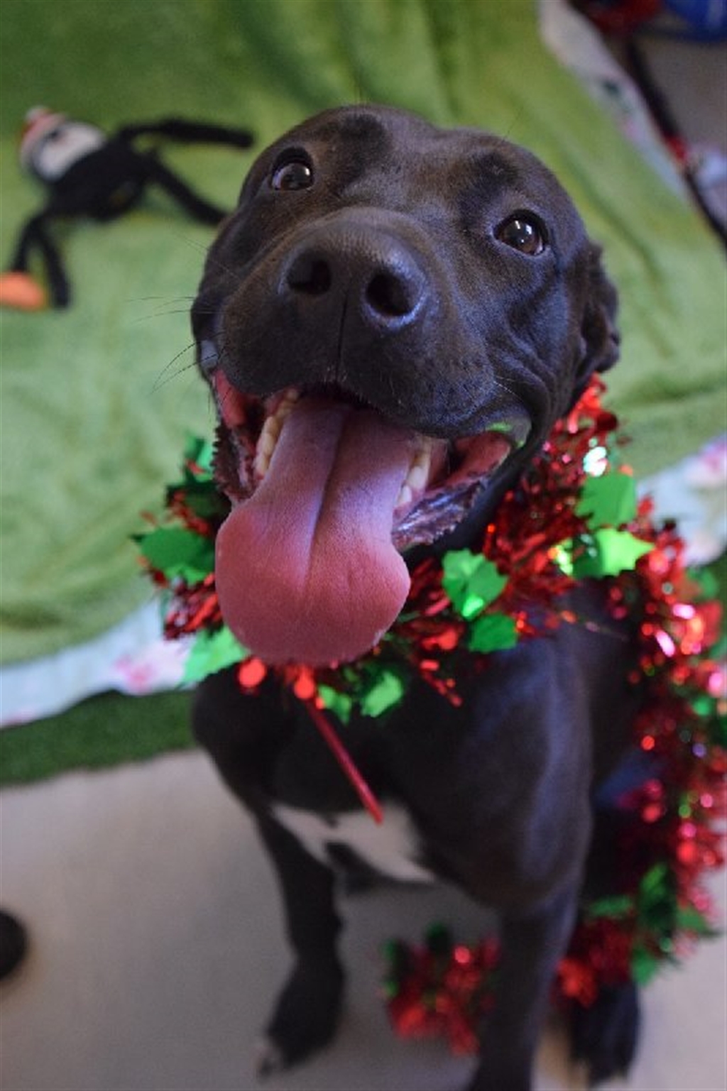 Velvet - Large Female Labrador Retriever x American Staffordshire Bull ...