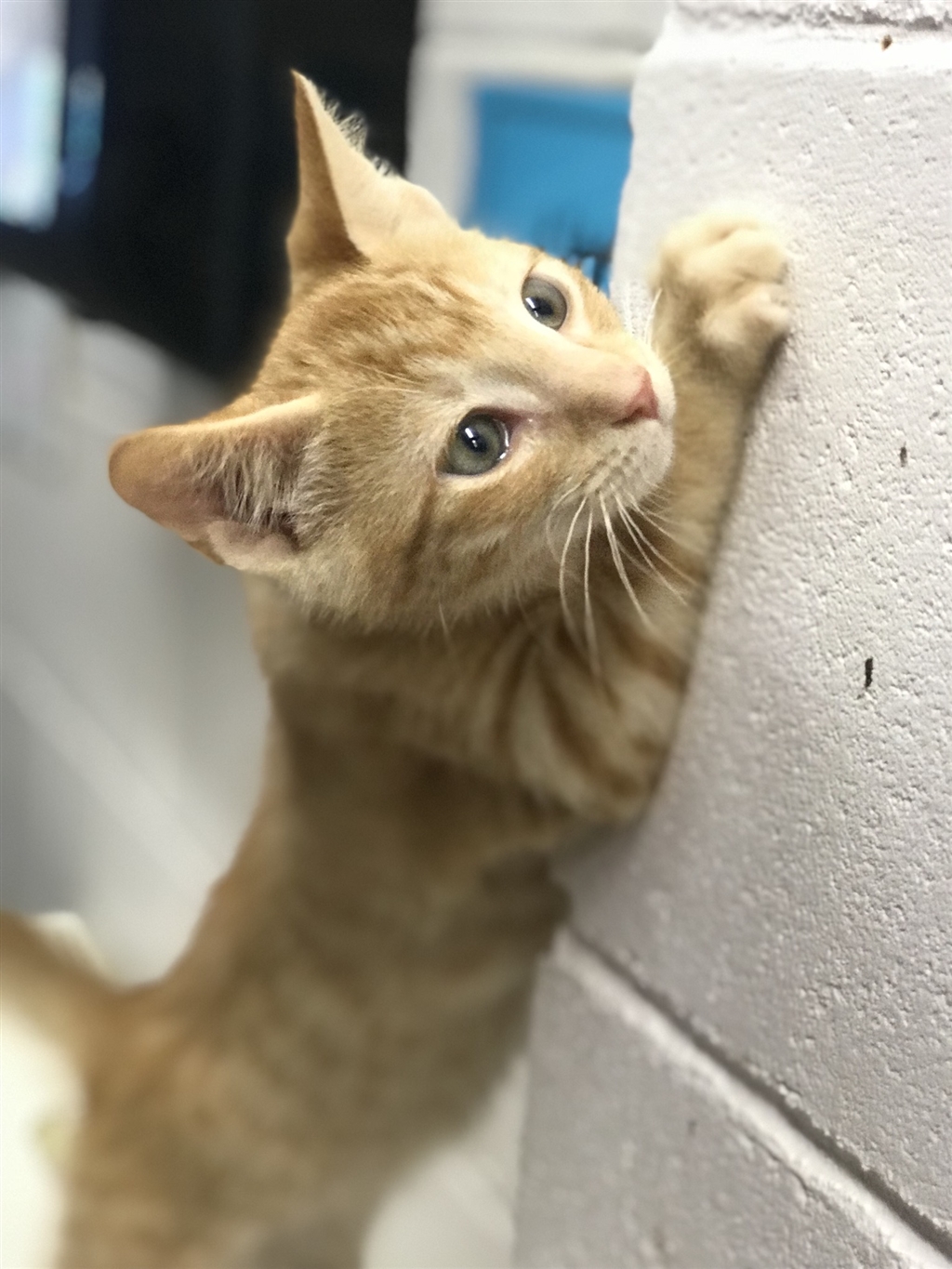 Pumba - Male Domestic Short Hair Mix Cat in QLD - PetRescue