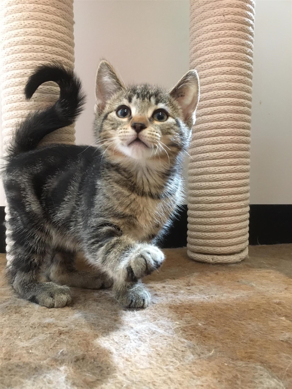 Ezio - Male Dsh Mix Cat in VIC - PetRescue