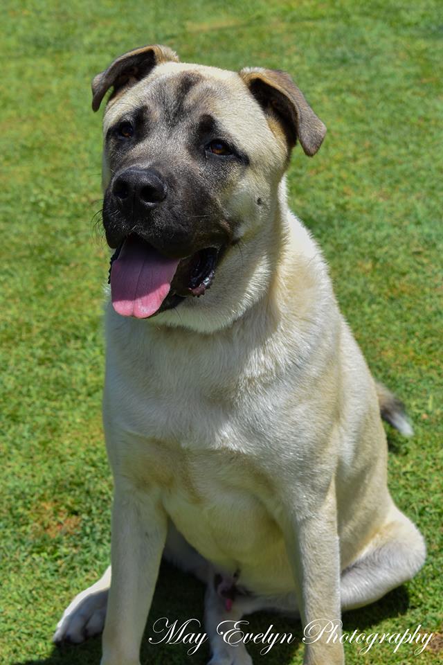 Sully - Large Male Akita Inu x Mastiff Dog in QLD - PetRescue