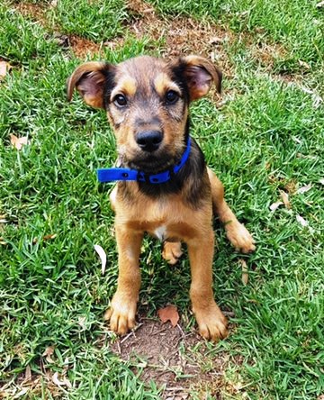 Amble - Medium Male Mixed Breed Dog in NSW - PetRescue