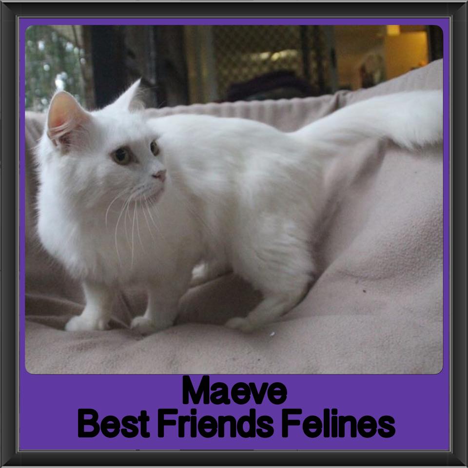 Maeve - Female Domestic Medium Hair Cat in QLD - PetRescue