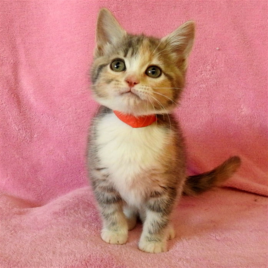 Tiddles - Female Domestic Short Hair Mix Cat in VIC - PetRescue