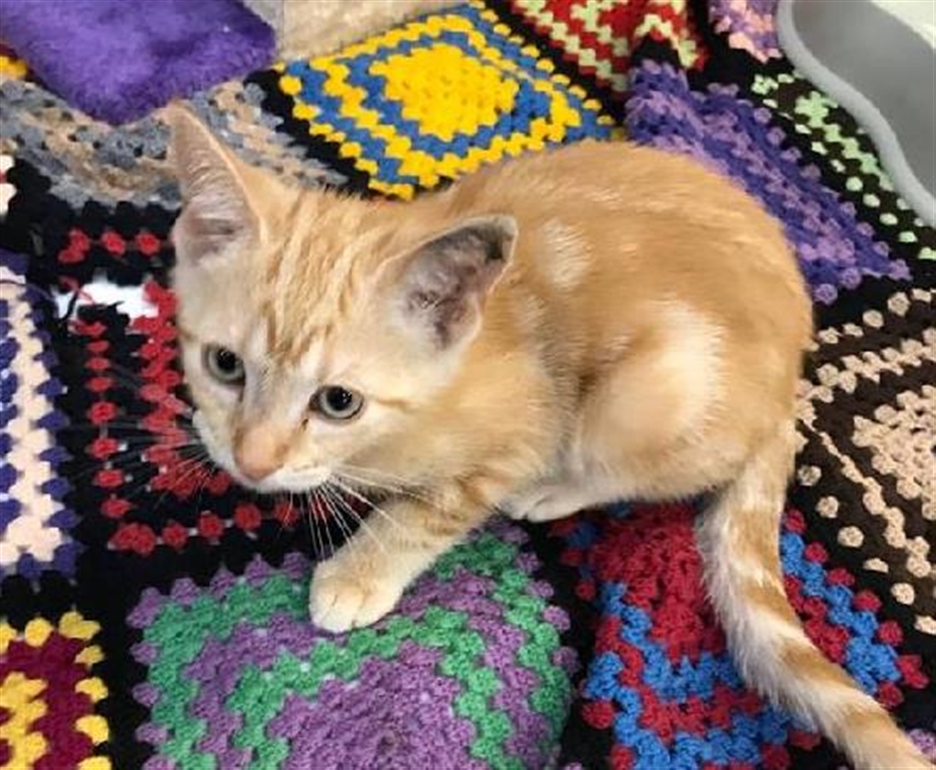 Ginger - Male Domestic Short Hair Mix Cat in QLD - PetRescue
