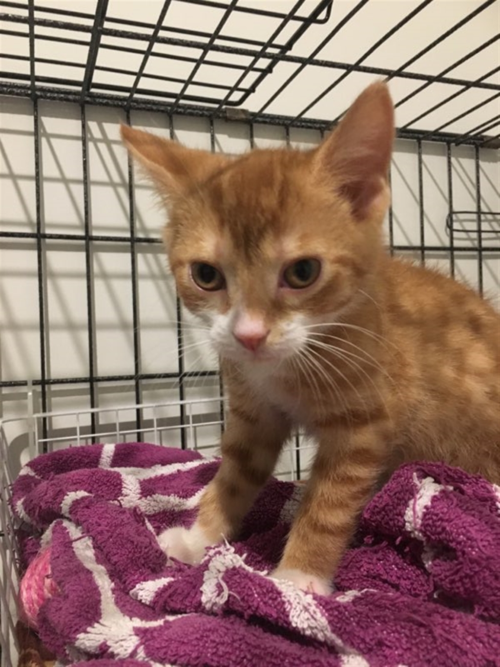 Red Velvet - Male Dsh Mix Cat in VIC - PetRescue