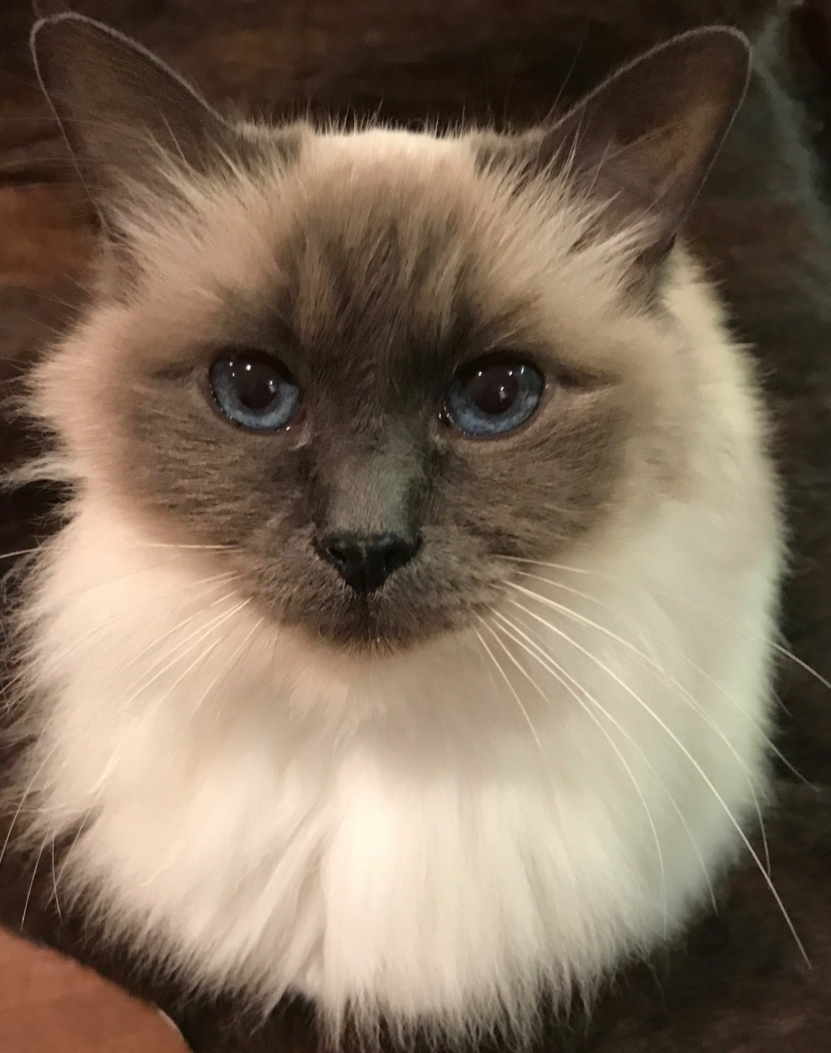 Jazz - Female Birman Cat in NSW - PetRescue