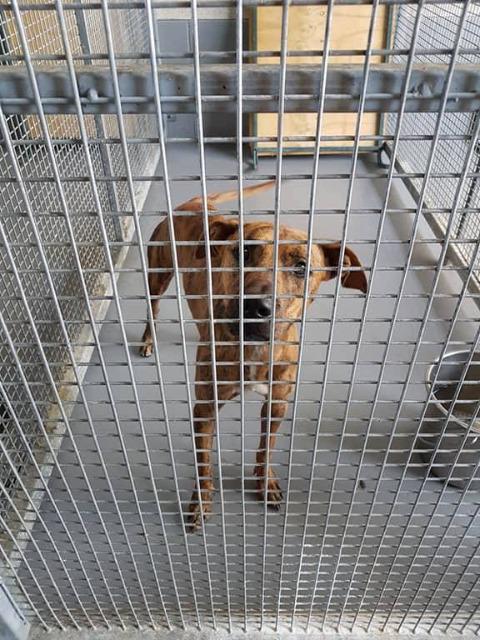 Kally - Medium Female Mixed Breed Dog in NT - PetRescue
