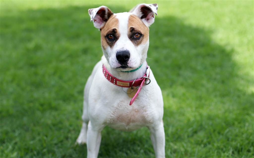 Dot - Large Female Rhodesian Ridgeback x Staffy Mix Dog in VIC - PetRescue