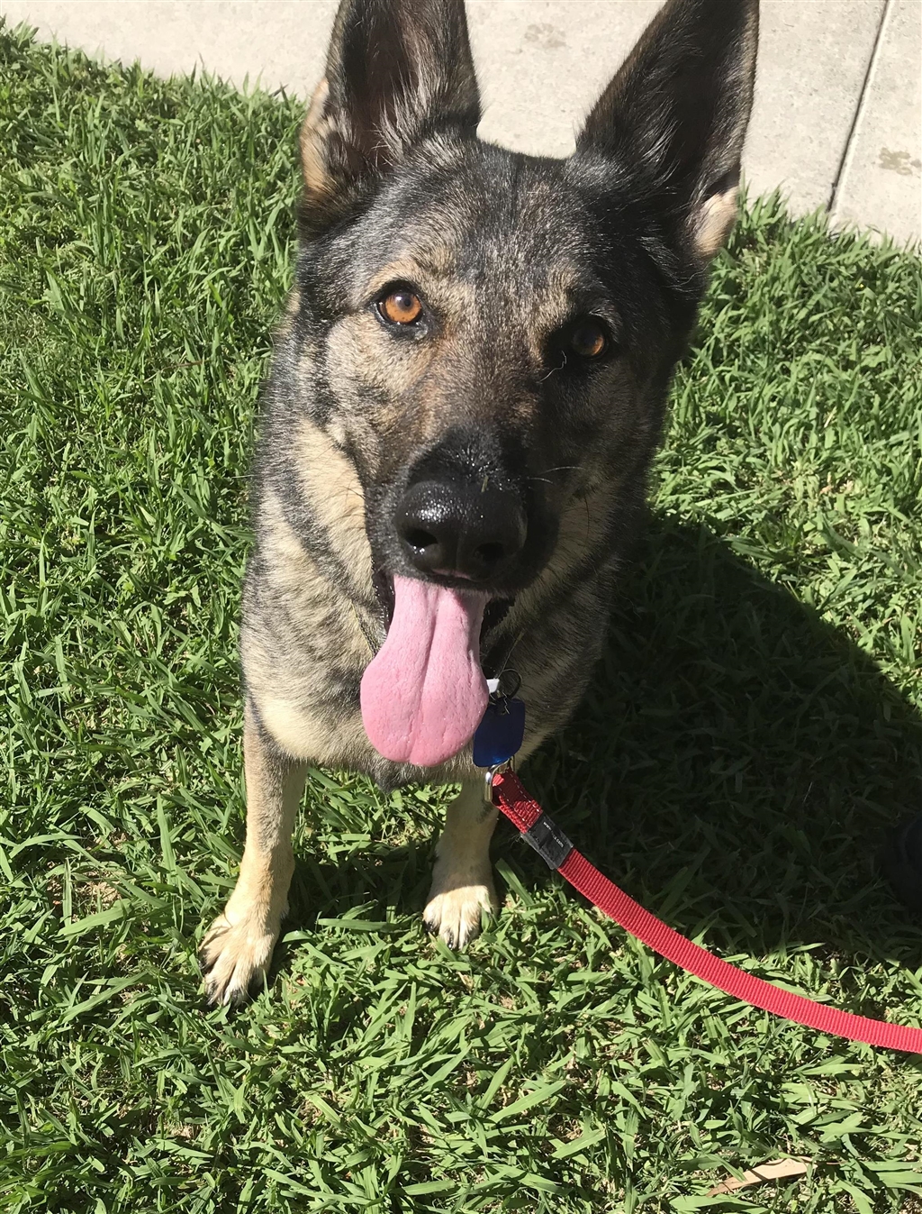 Callie - Large Female German Shepherd Mix Dog in QLD - PetRescue