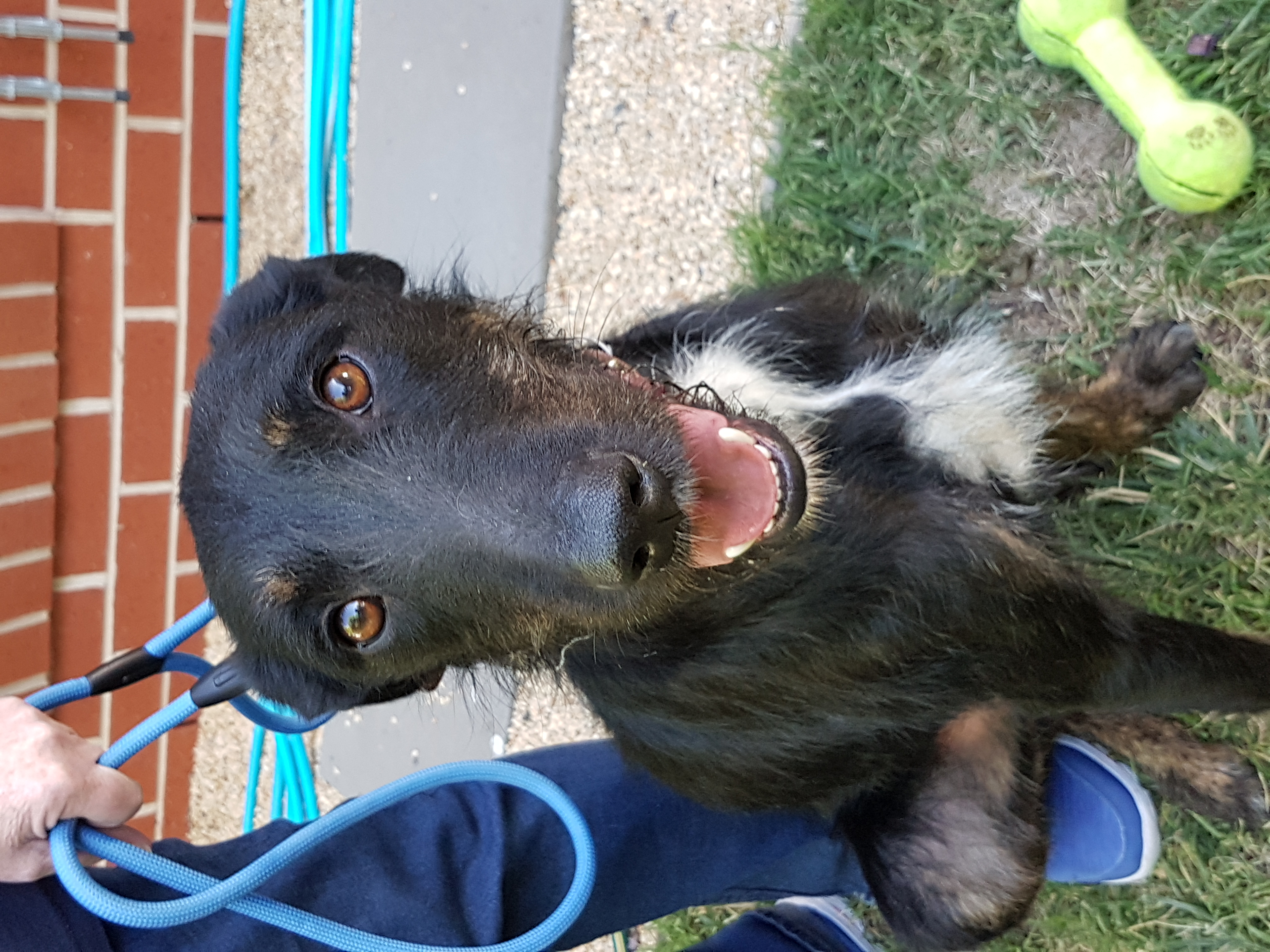 Sasha - Medium Female Kelpie x Staghound Dog in VIC - PetRescue