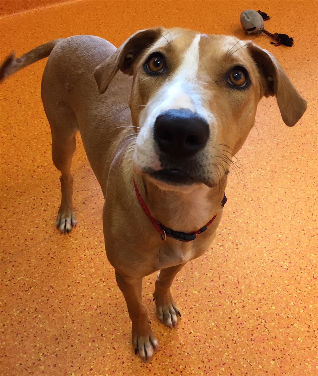Bella - Medium Female Rhodesian Ridgeback x English Staffordshire Bull ...
