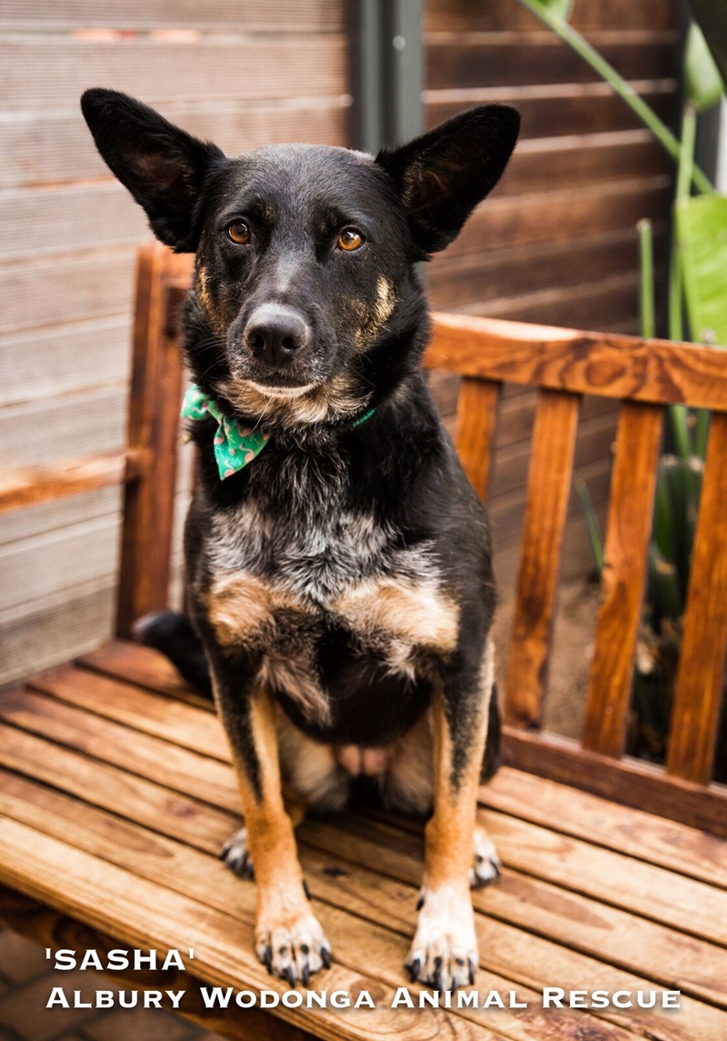 Sasha - Medium Female German Shepherd x Kelpie Dog in NSW - PetRescue