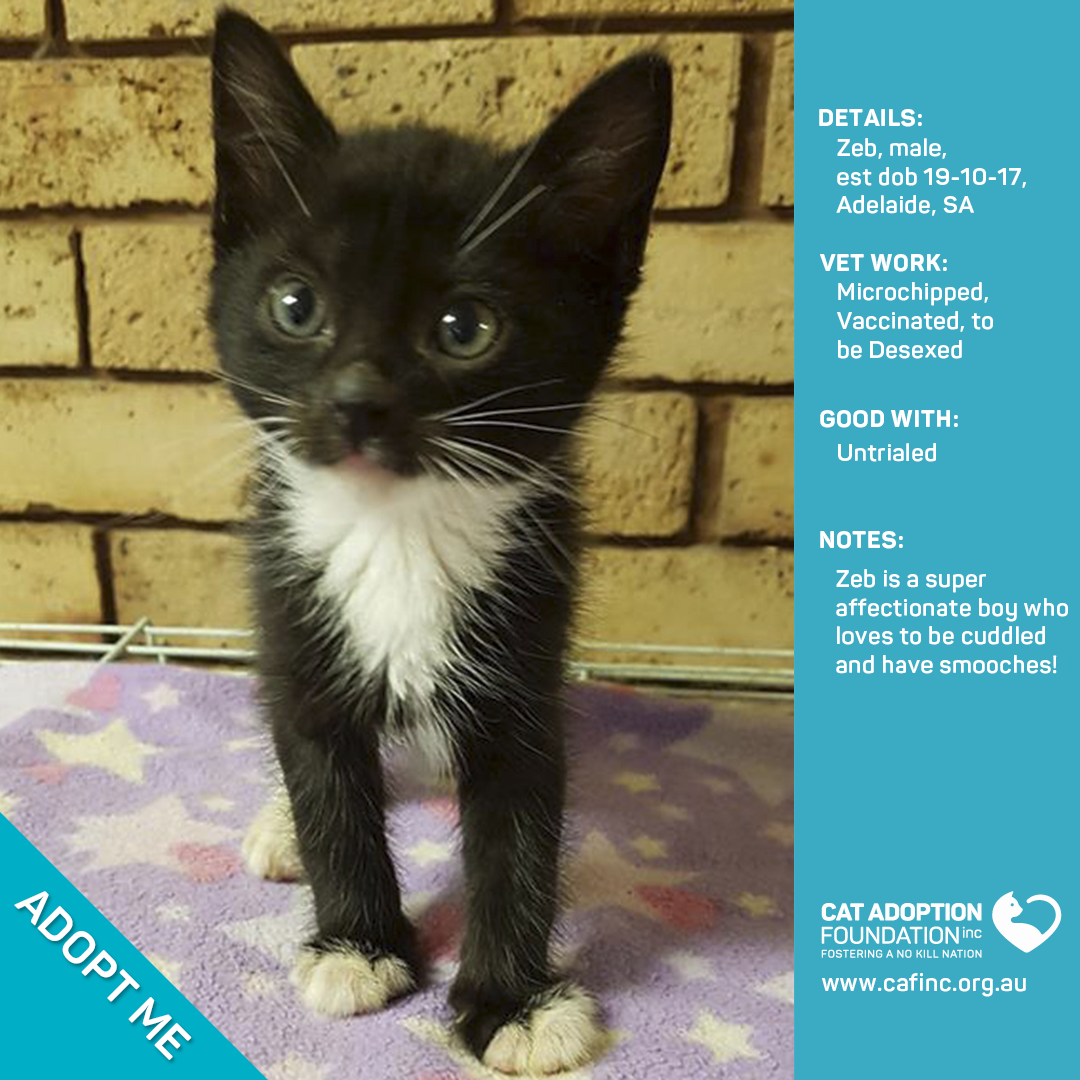 Zeb - Male Domestic Medium Hair Cat in SA - PetRescue