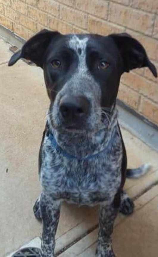 Axel **Adopted** - Medium Male Blue Heeler x Labrador Mix Dog in SA ...