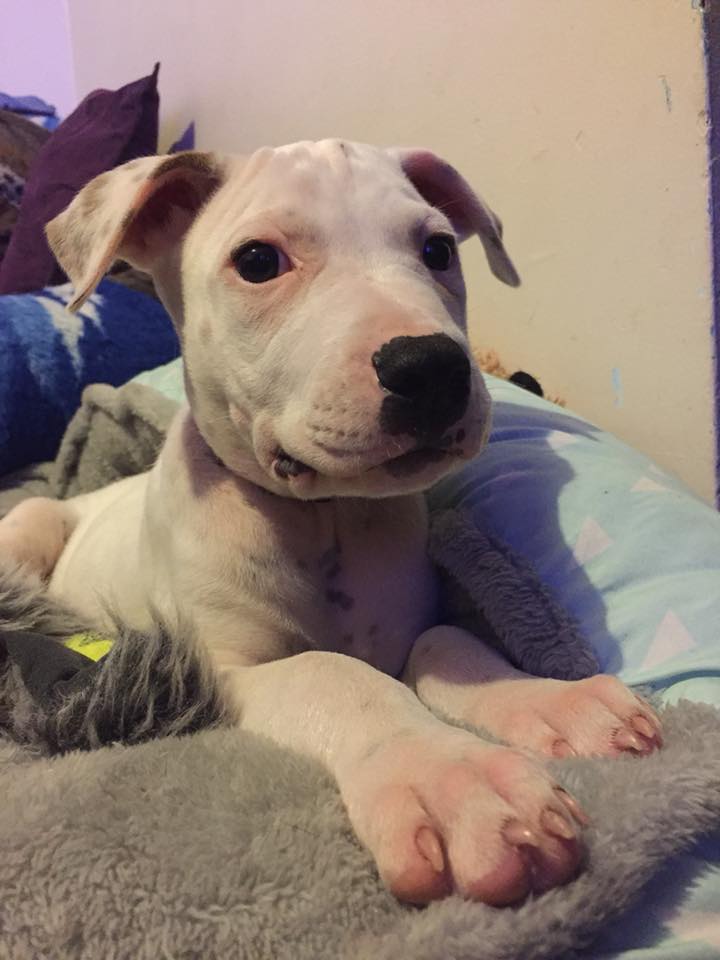 Shizune - Large Male Bull Arab Mix Dog in NSW - PetRescue