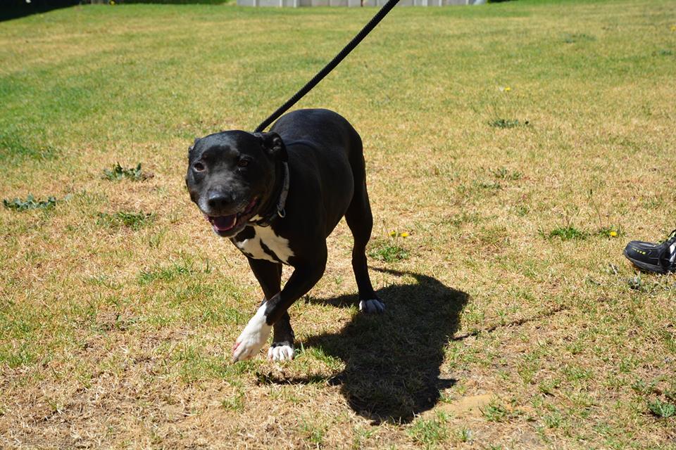 Kiara DL1777 - Medium Male Staffy Mix Dog in WA - PetRescue