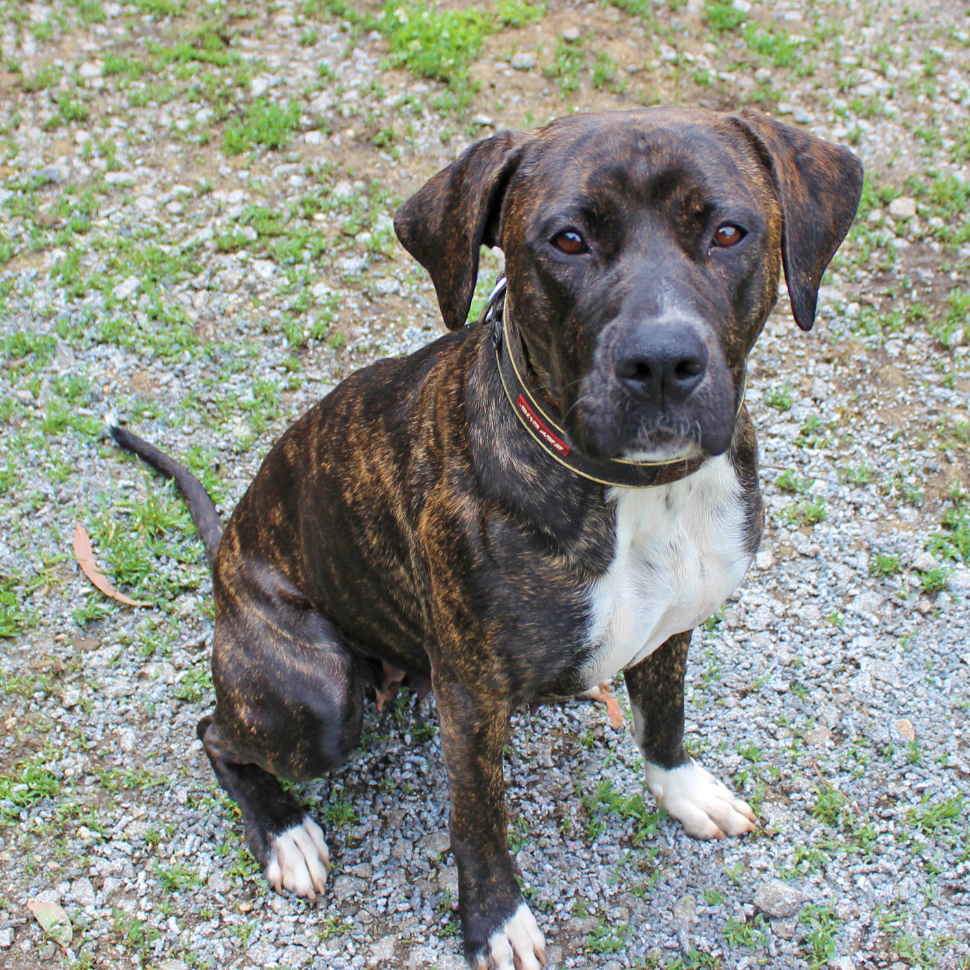 Mali - Large Female Boxer x Mastiff Dog in VIC - PetRescue