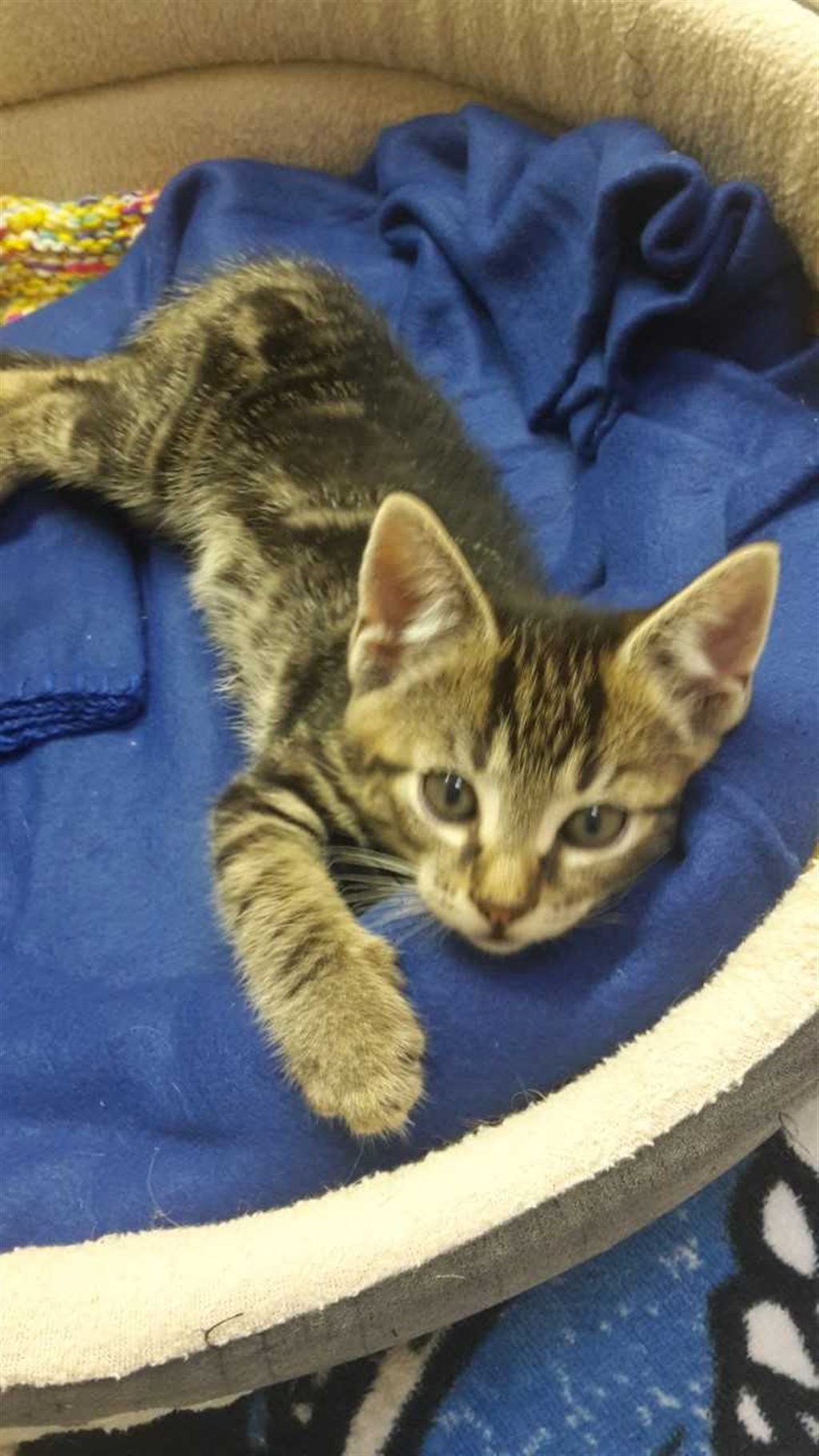 Boofa - Male Domestic Short Hair Mix Cat in SA - PetRescue