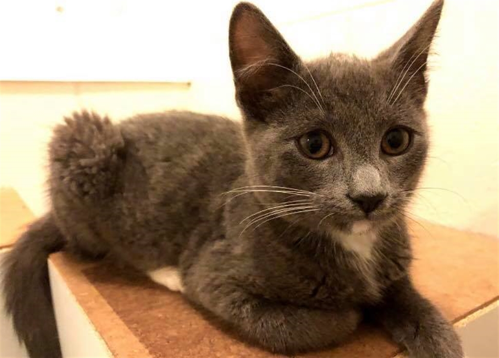 Biggles - Male Domestic Short Hair Cat in ACT - PetRescue