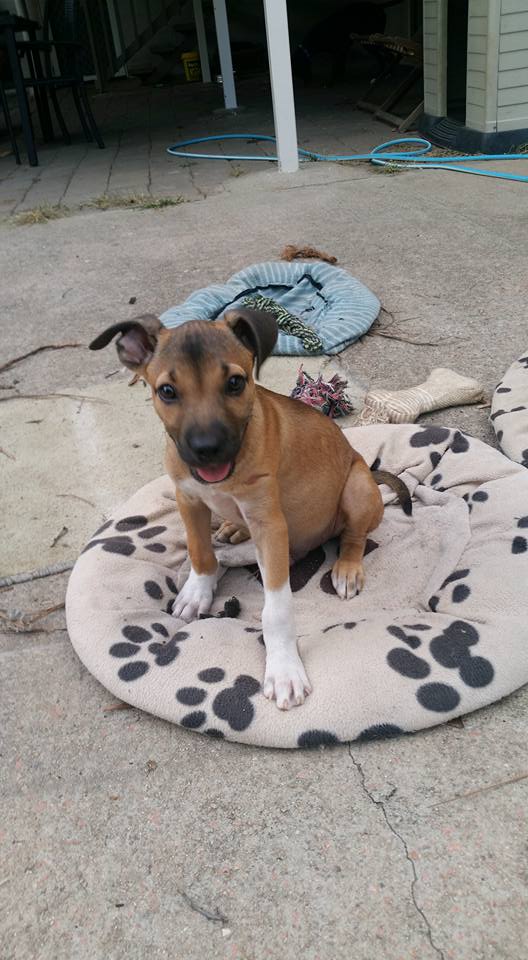 Tom - Large Male Kelpie x Ridgeback Mix Dog in QLD - PetRescue