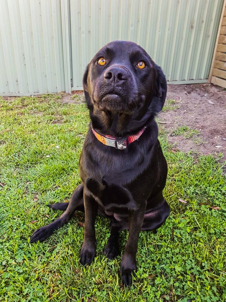 Daisy (Assisted Rehome) - Medium Female Labrador Mix Dog in NSW - PetRescue