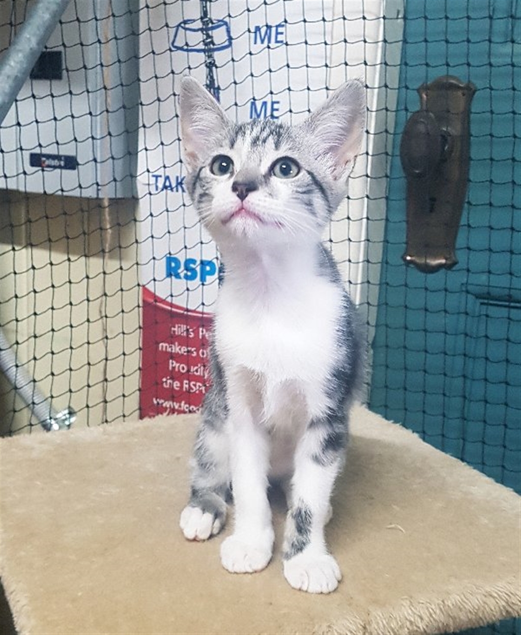 Lightning - Male Manx Mix Cat in QLD - PetRescue