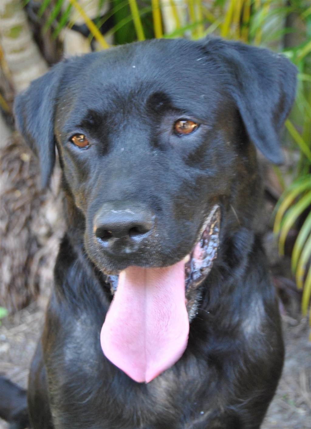 Emma - Large Female Labrador Retriever Mix Dog in QLD - PetRescue