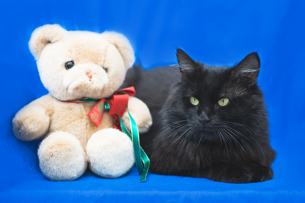 Zebby (82952) - Male Domestic Medium Hair Cat in VIC - PetRescue