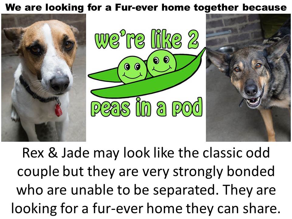 Rex & Jade - Small Male German Shepherd x Jack Russell Terrier Dog in ...