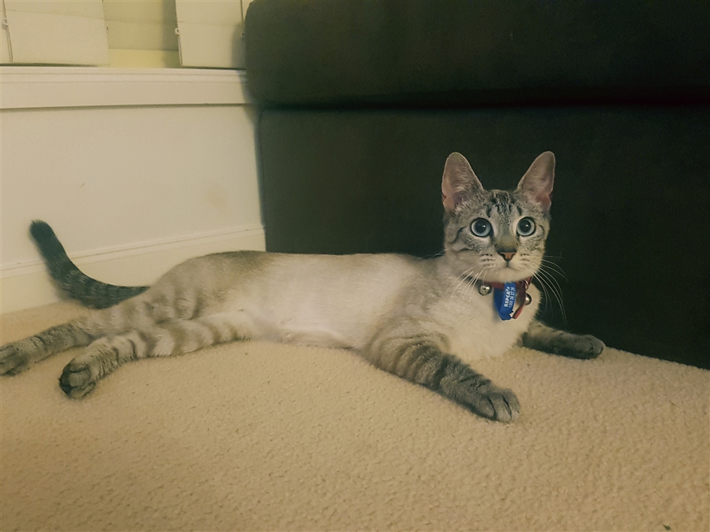 Belle - Female Layanese Mix Cat in QLD - PetRescue